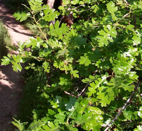 Gambel Oak