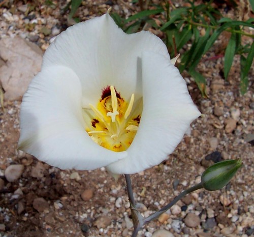 Sego Lily